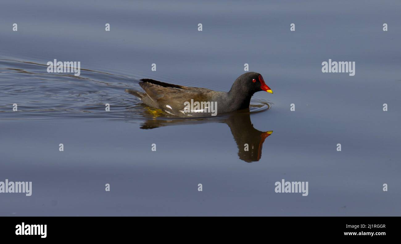 Common Moorhen Gallinula Chloropus Stock Photo - Alamy