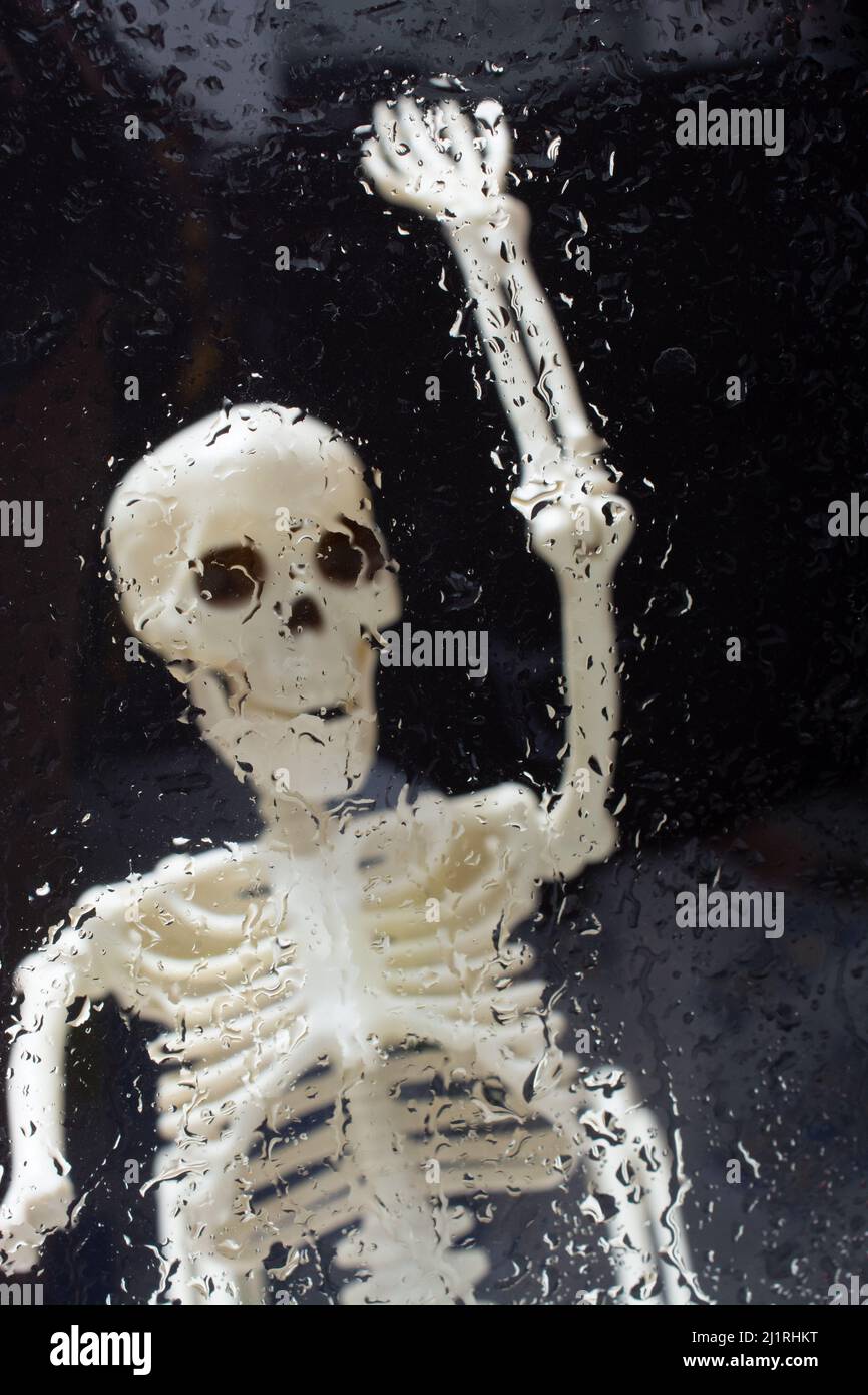 Human skeleton model for medical anatomy science Medical clinic concept ...