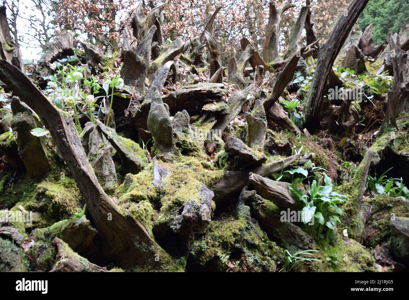 Tree trees of life hi-res stock photography and images - Alamy