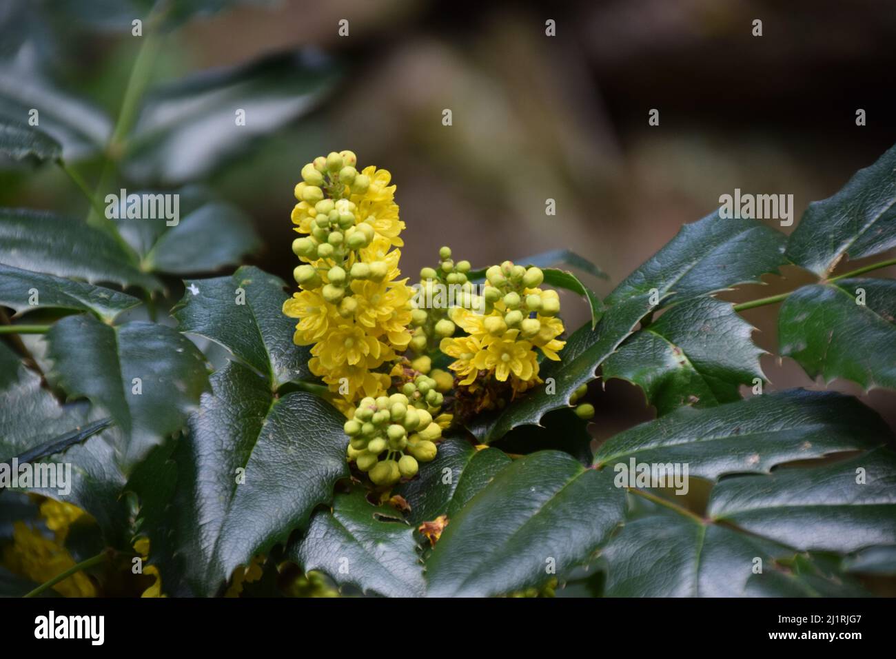 Animals that live in trees hi-res stock photography and images - Alamy