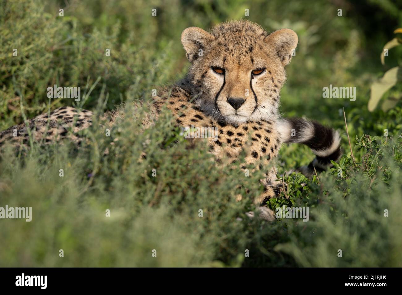 Resting cheetah cubs hi-res stock photography and images - Alamy