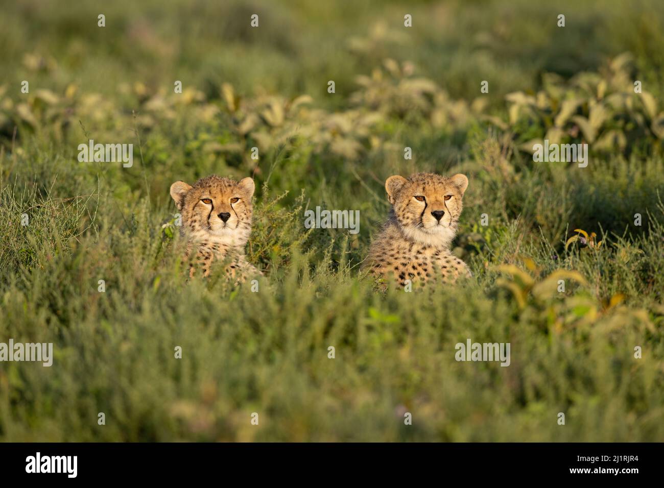 Young cheetahs resting hi-res stock photography and images - Alamy