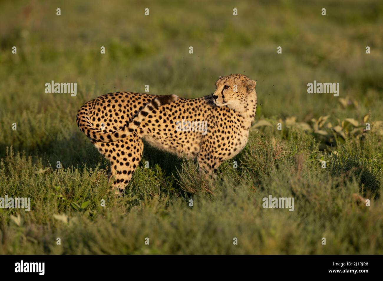 Cheetah moving tail hi-res stock photography and images - Alamy