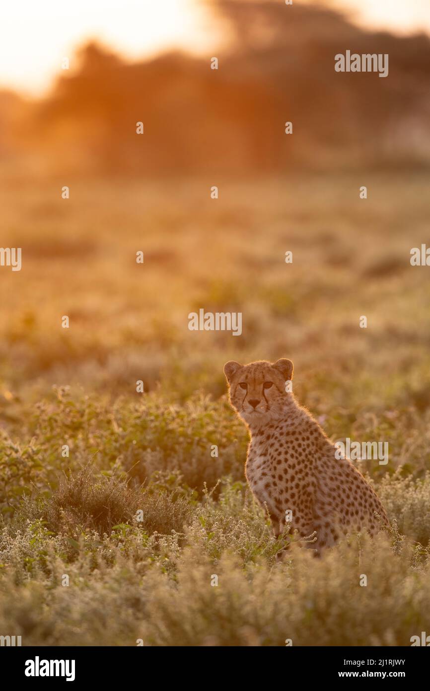 Cheetah sunrise hi-res stock photography and images - Alamy