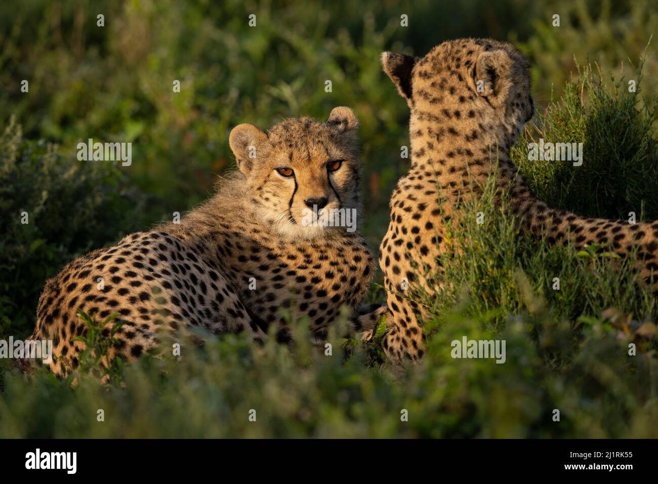 Young cheetahs resting hi-res stock photography and images - Alamy