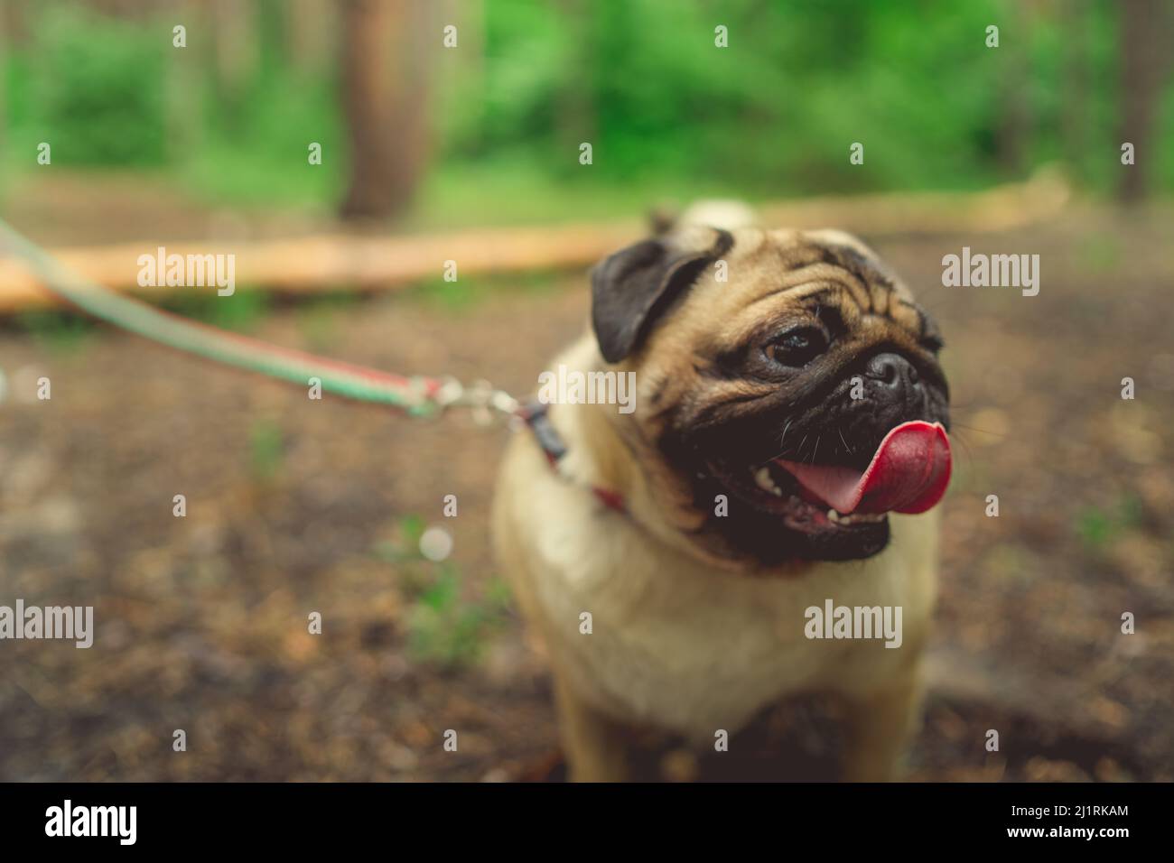 Dog breed pug walks in the woods. pug resting in the Park Stock Photo ...