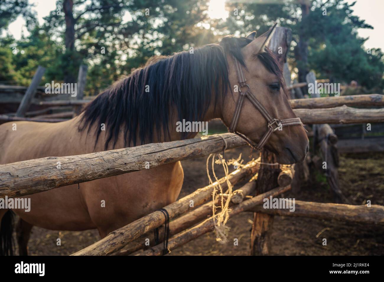 Brown horse in the paddock. Portrait of a horse Stock Photo - Alamy