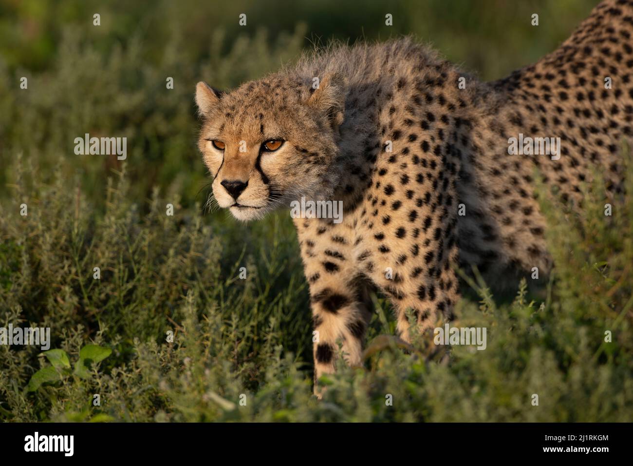 Cheetahs face hi-res stock photography and images - Alamy