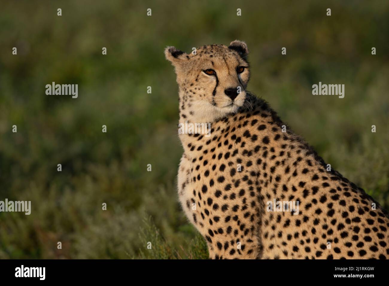 Cheetah head turned hi-res stock photography and images - Alamy