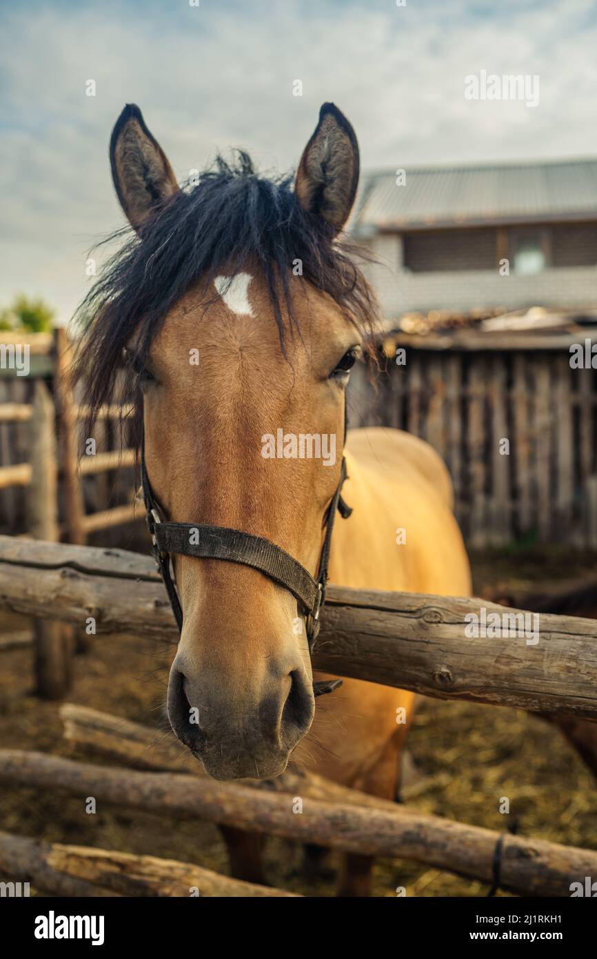 Brown horse in the paddock. Portrait of a horse Stock Photo - Alamy
