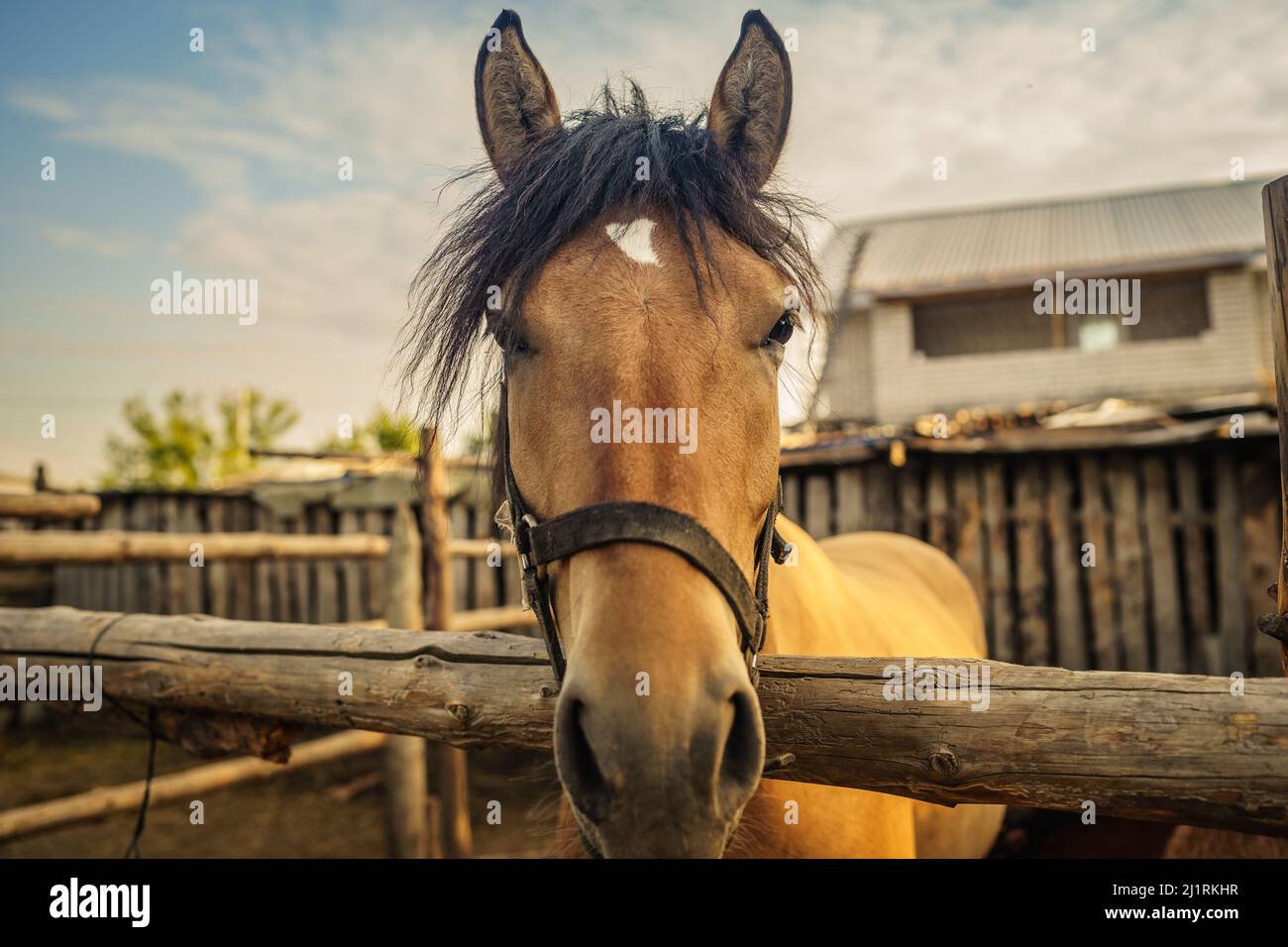 Brown horse in the paddock. Portrait of a horse Stock Photo - Alamy