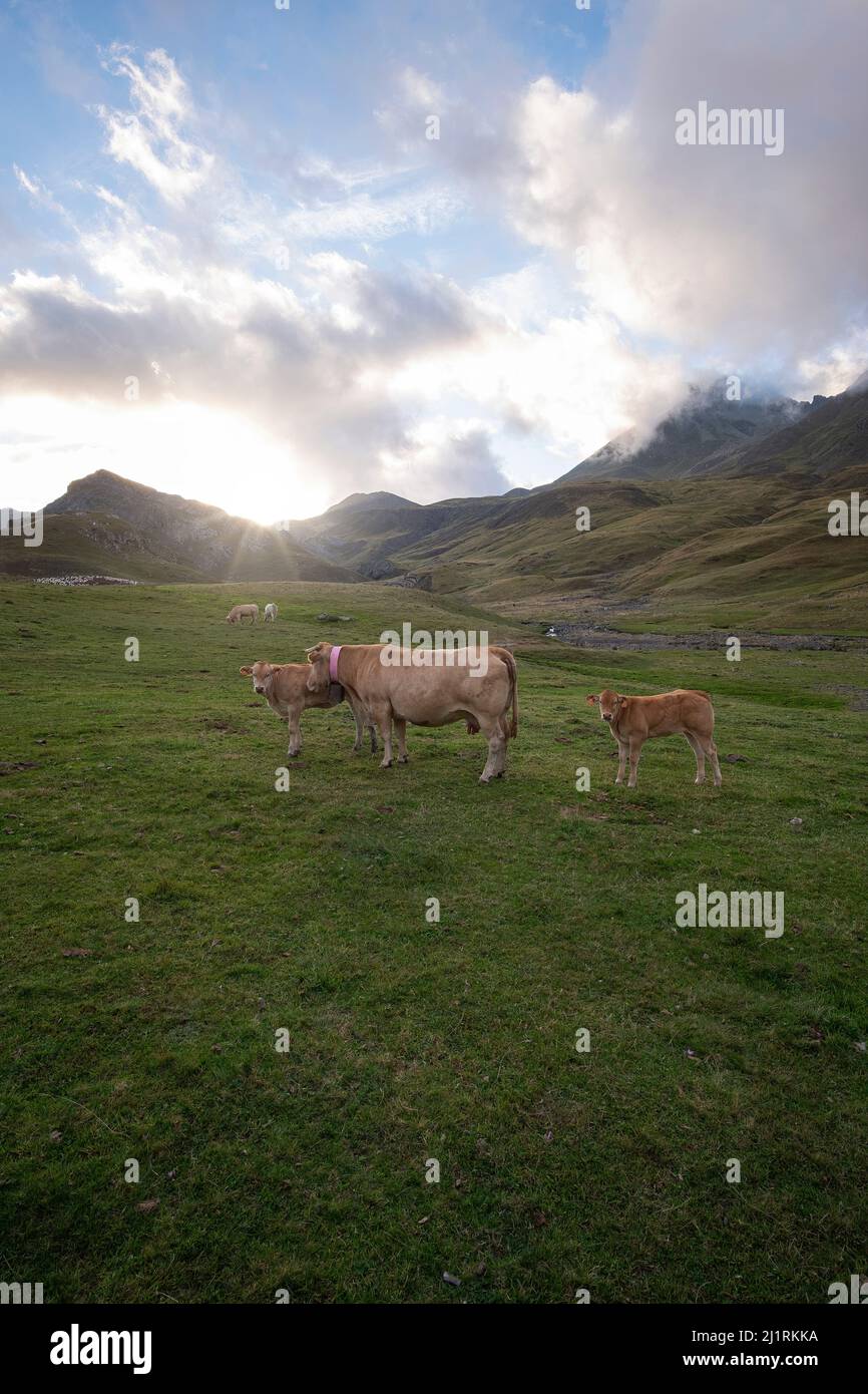 Cow beans hi-res stock photography and images - Alamy