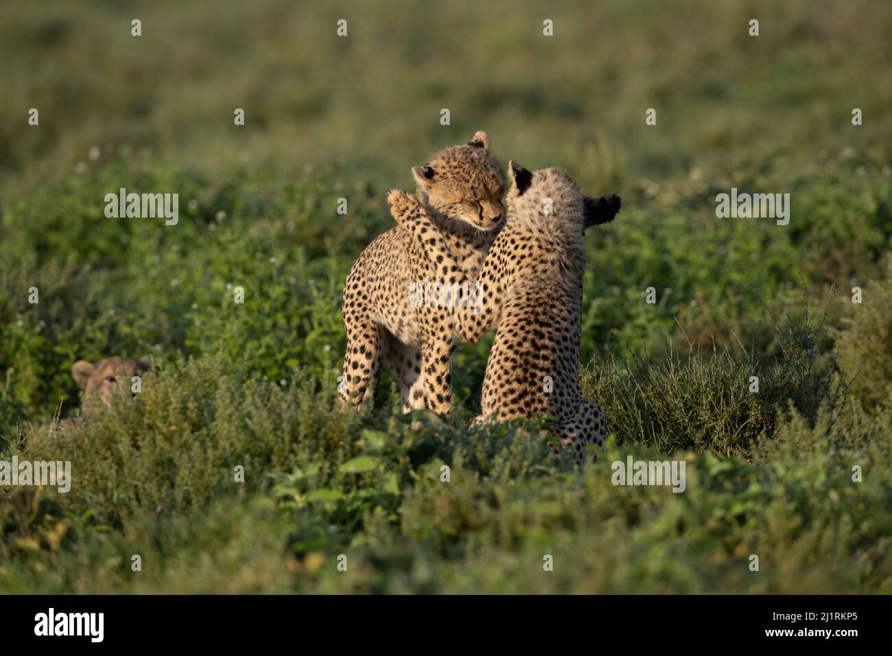 Cheetah siblings fighting hi-res stock photography and images - Alamy