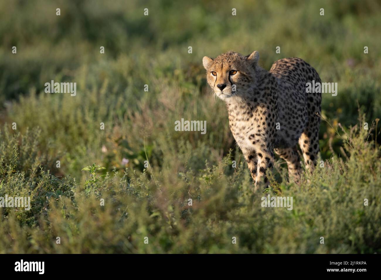 Young cheetahs fighting hi-res stock photography and images - Alamy