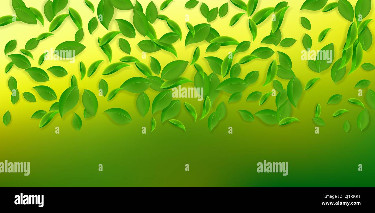 Falling green leaves. Fresh tea chaotic leaves flying. Spring foliage ...