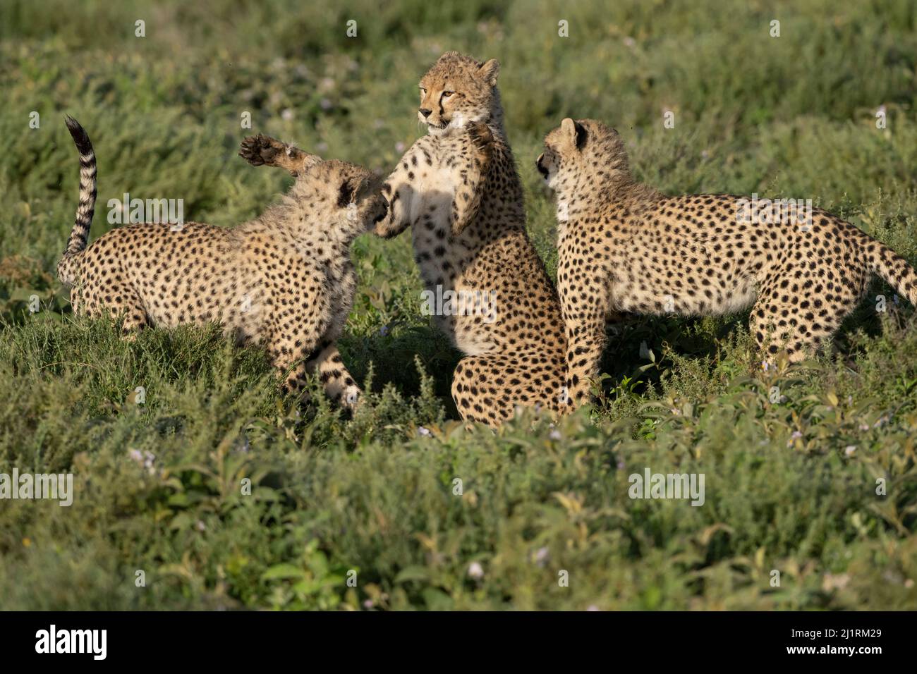 Cheetah siblings fighting hi-res stock photography and images - Alamy