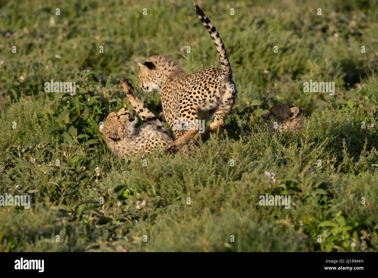 Cheetah siblings fighting hi-res stock photography and images - Alamy