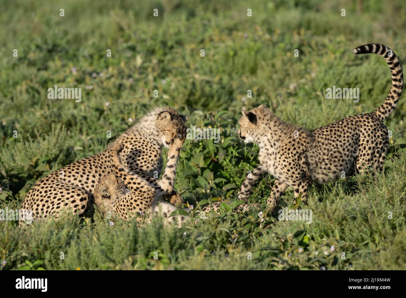 Young cheetahs fighting hi-res stock photography and images - Alamy