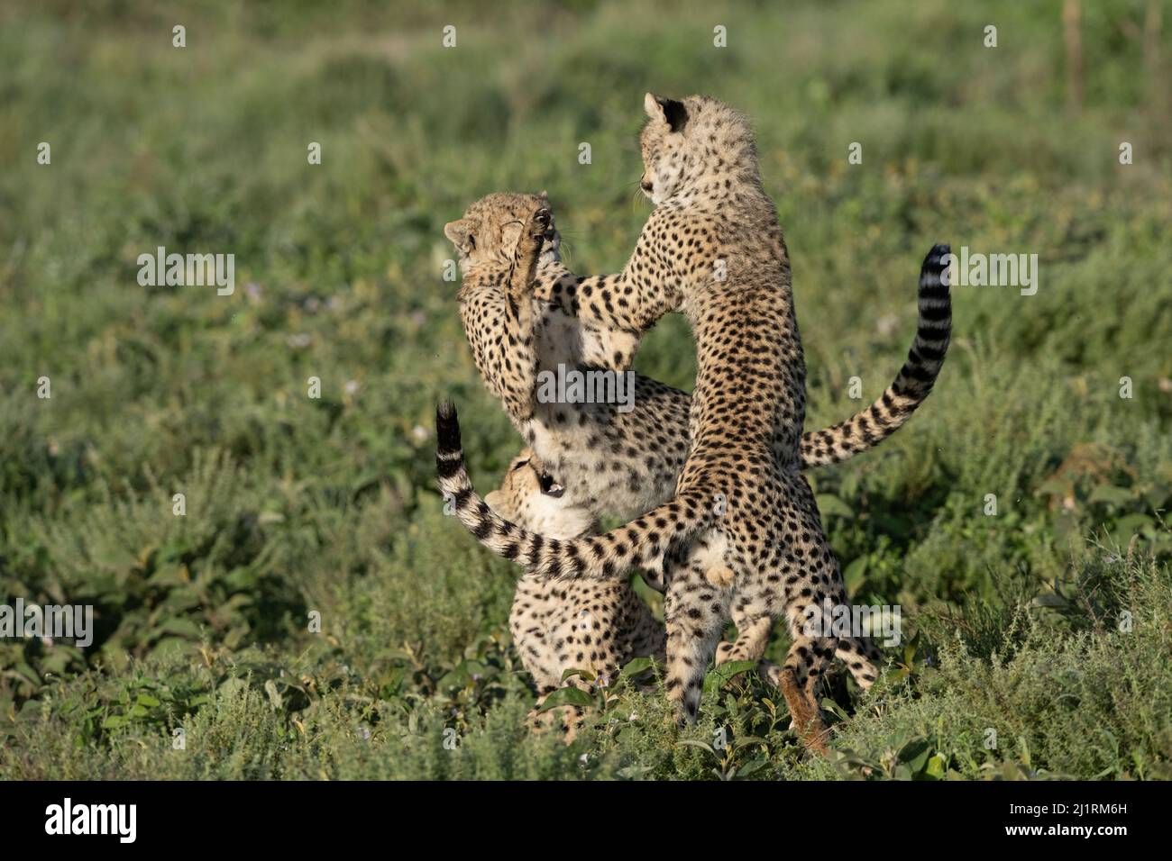 Young cheetahs fighting hi-res stock photography and images - Alamy