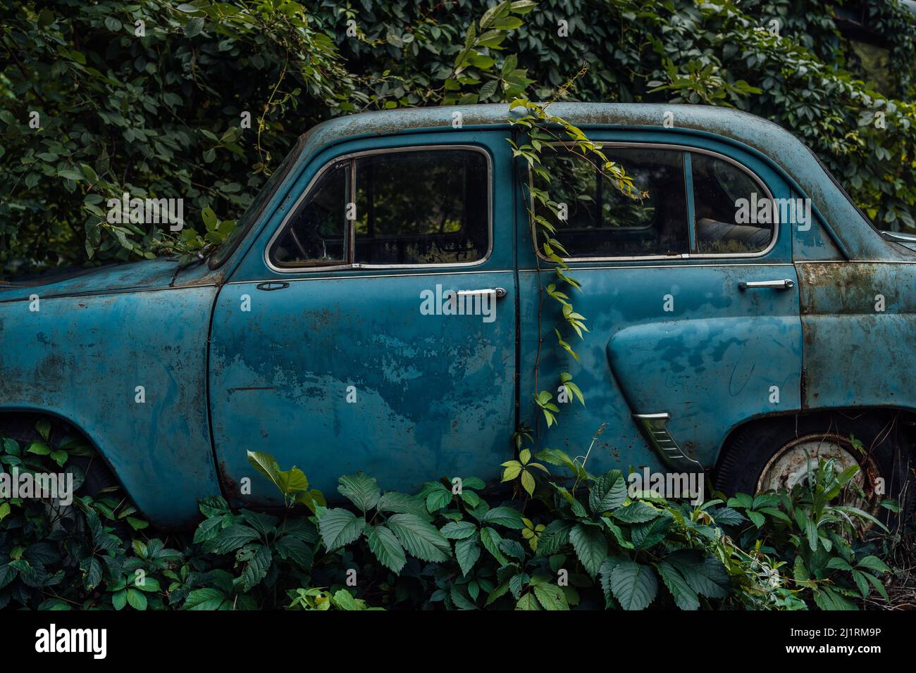 The old abandoned car was overgrown with vegetation Stock Photo - Alamy