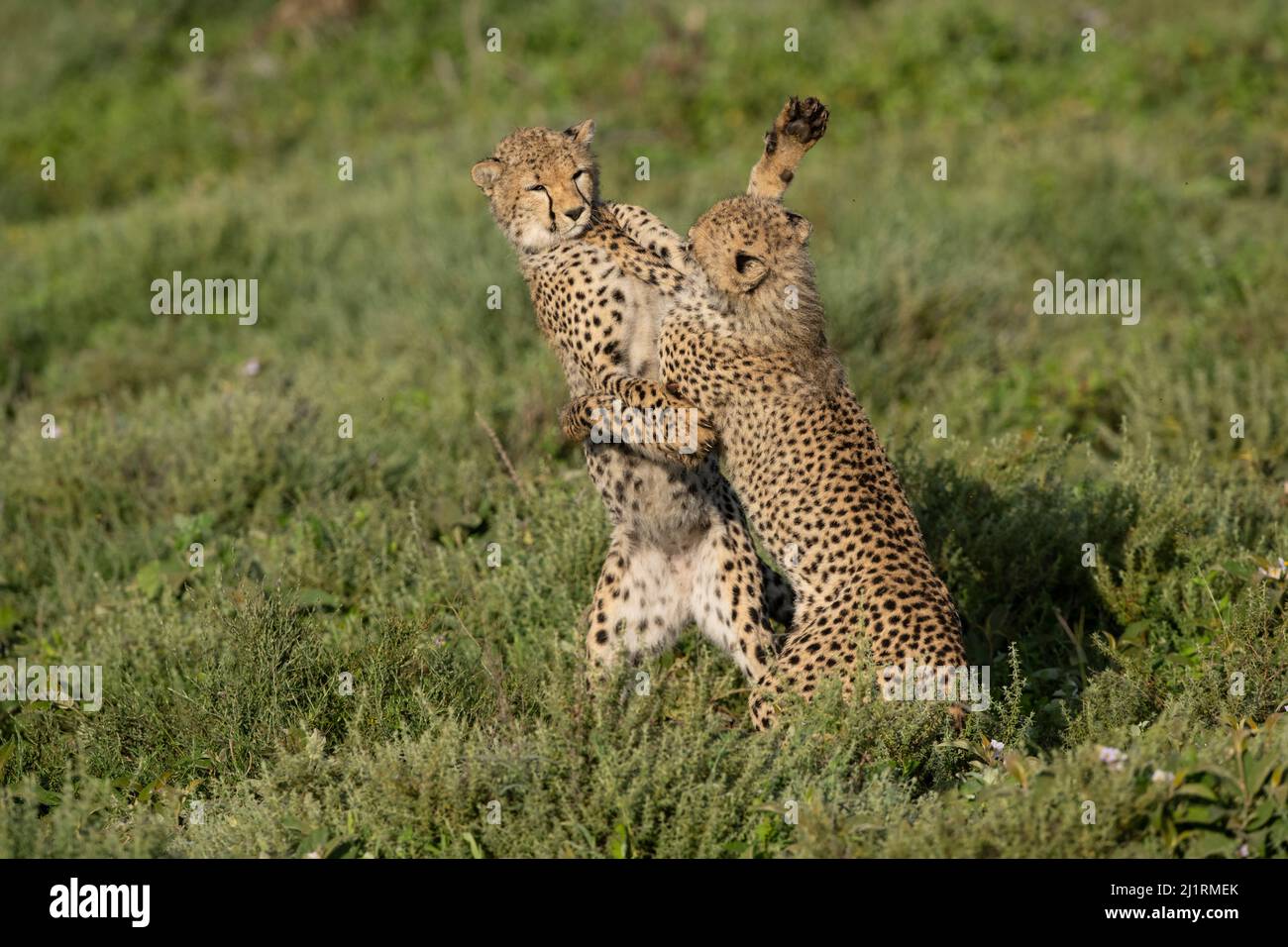 Young cheetahs fighting hi-res stock photography and images - Alamy