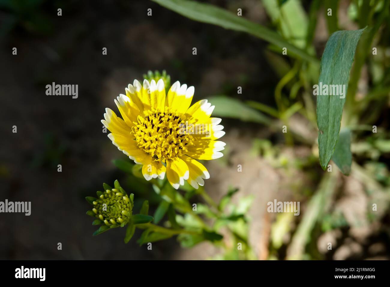 California spring wildflower Tidy Tips Layia platyglossa also known as ...
