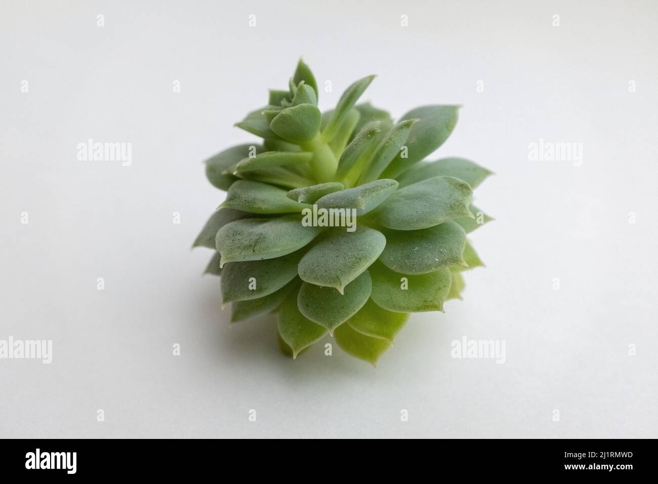 Green succulent rosette on light gray background, close-up. Side view ...