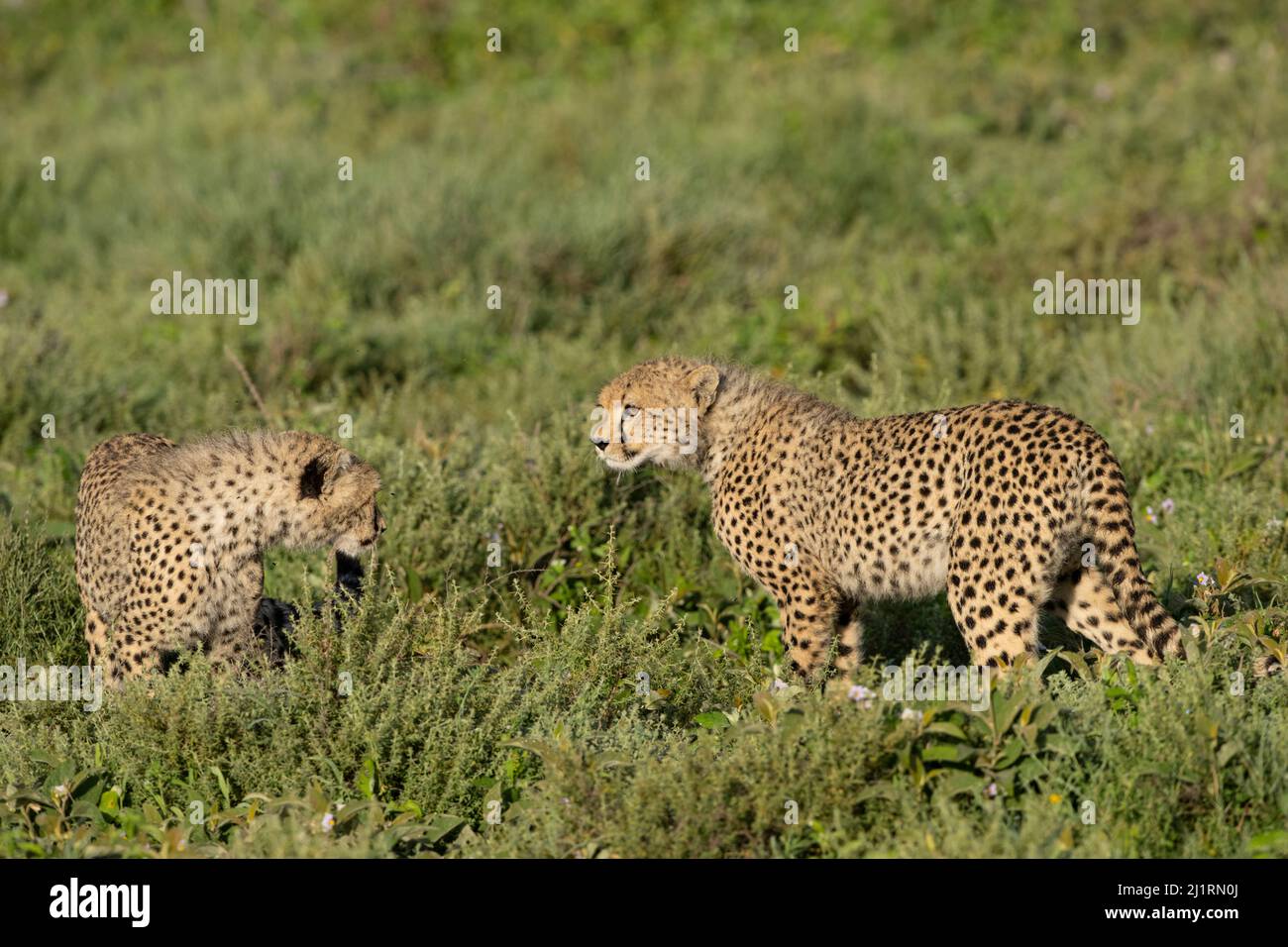 Young cheetah fighting hi-res stock photography and images - Alamy