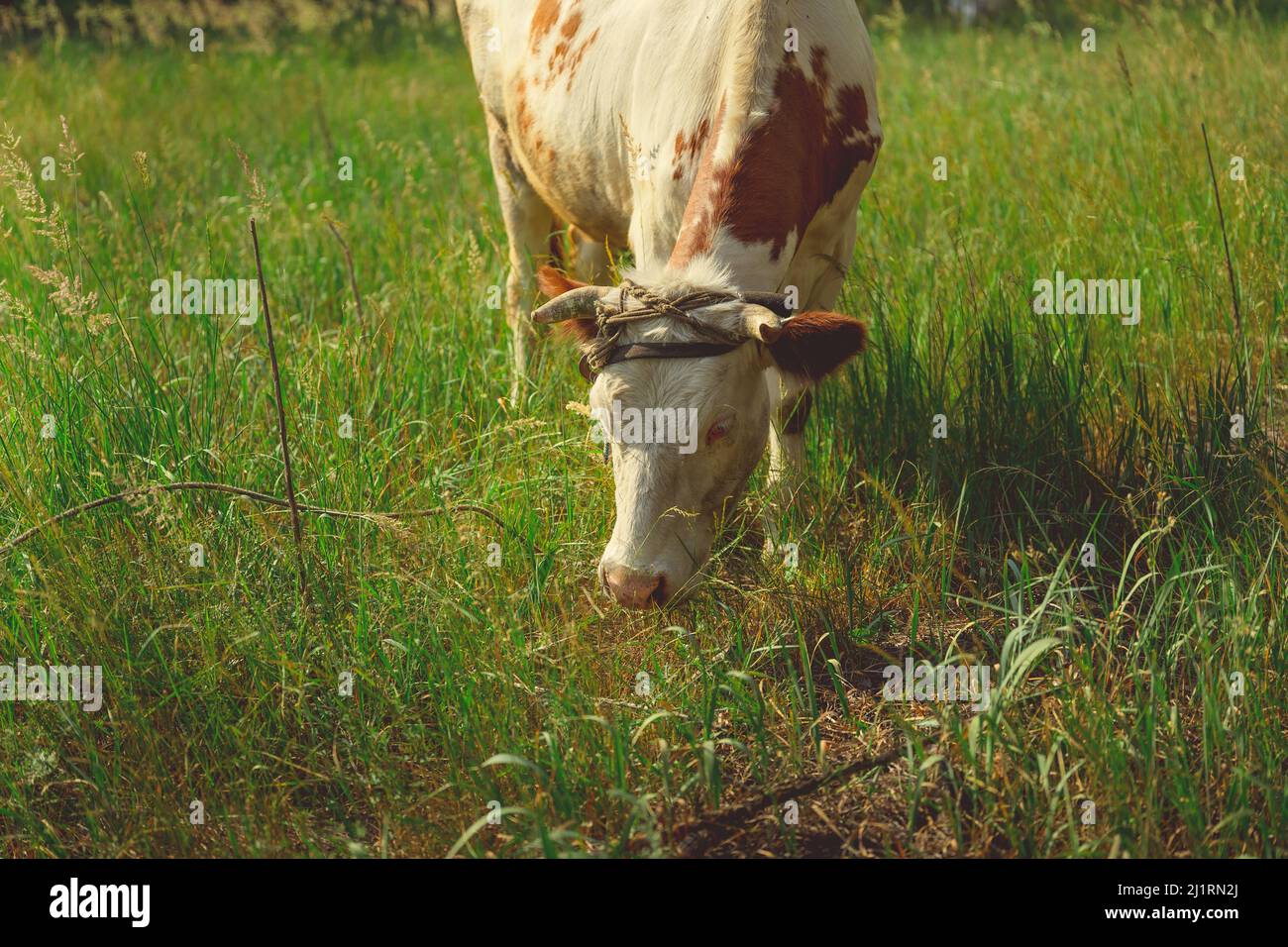 A cow on a green rural field. Feeding and breeding of cattle. Farm ...