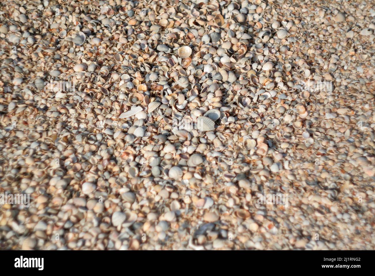 Texture of thousands seashells. Shell beach, background for a post ...