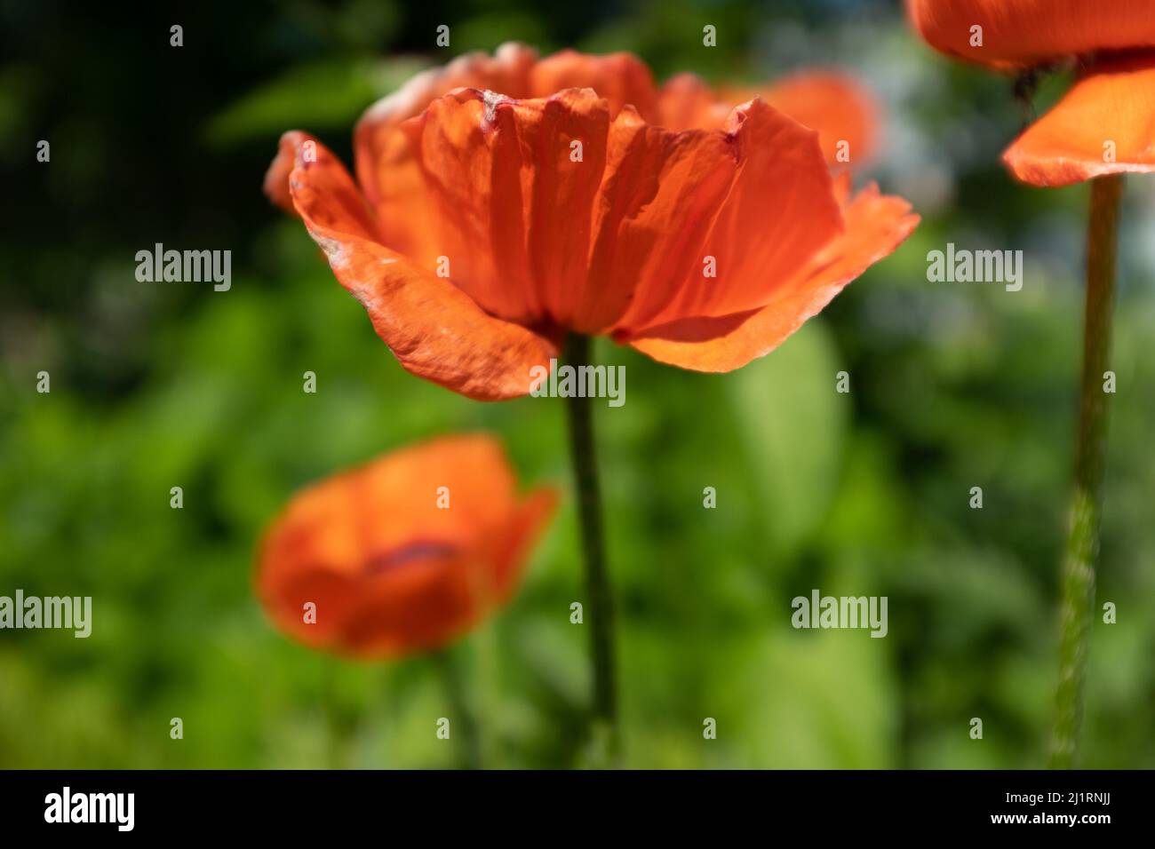 Red opium poppy flowers on blurred green background. Flowering plant in ...