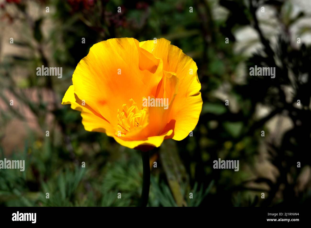 State flower of california hi-res stock photography and images - Alamy