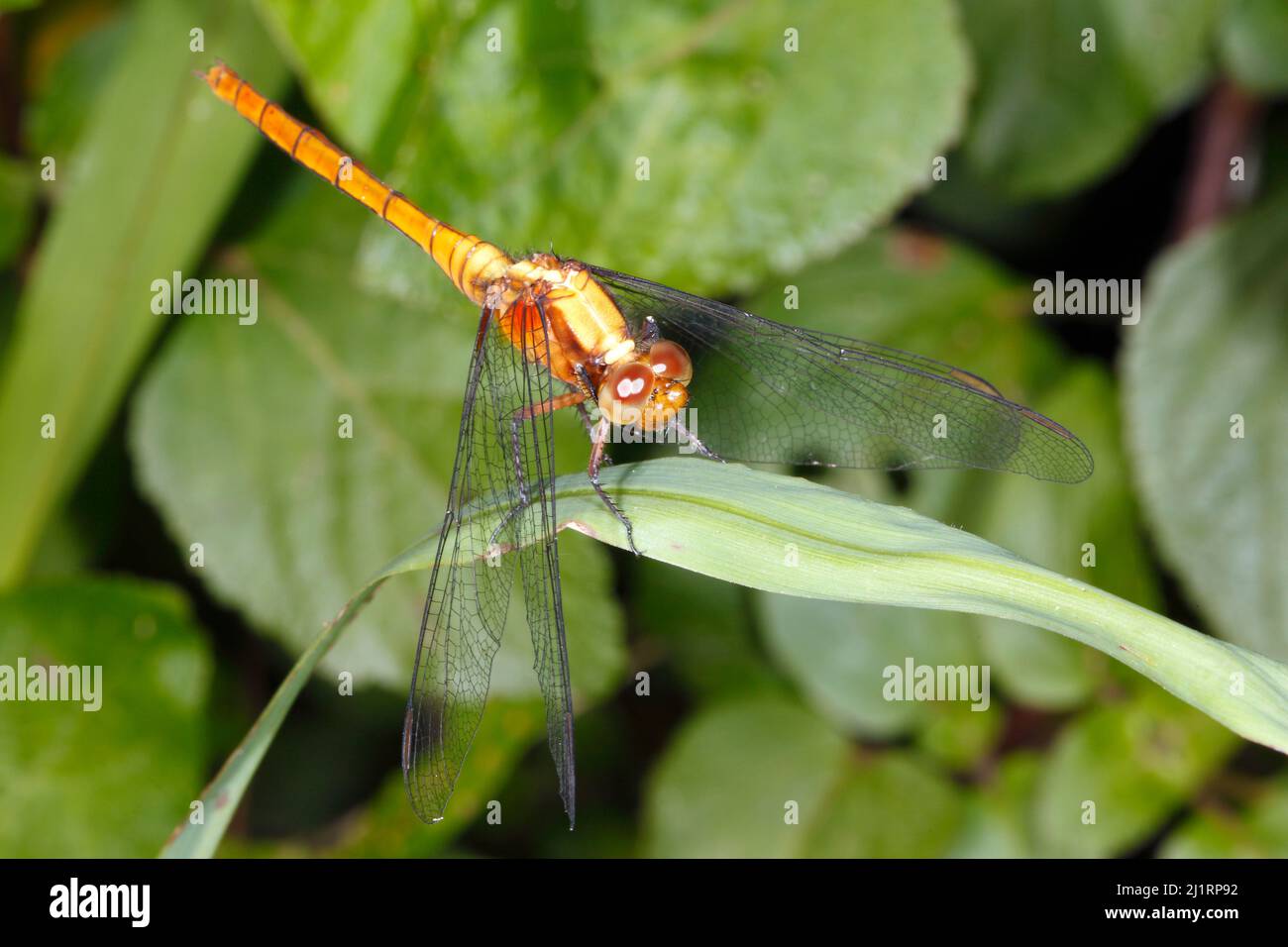 Australian dragonflies hi-res stock photography and images - Alamy