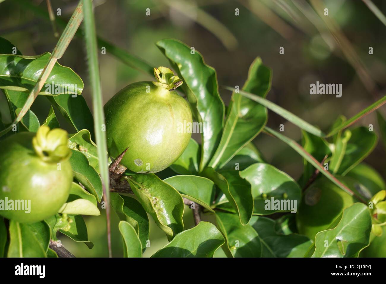 Green punica granatum (Also called delima pomegranate) in the nature ...