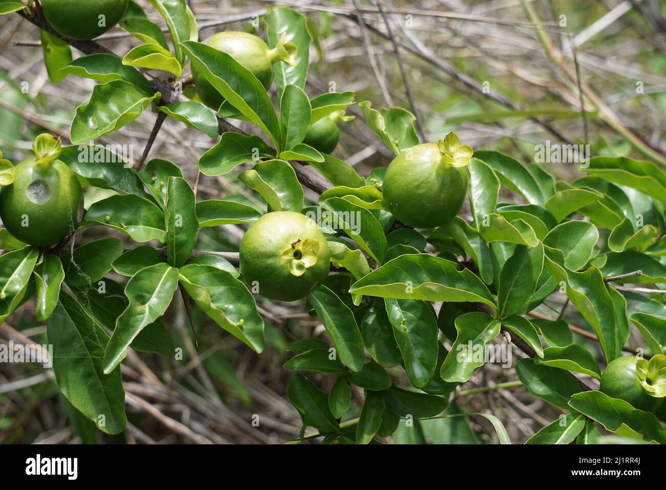 Green punica granatum (Also called delima pomegranate) in the nature ...