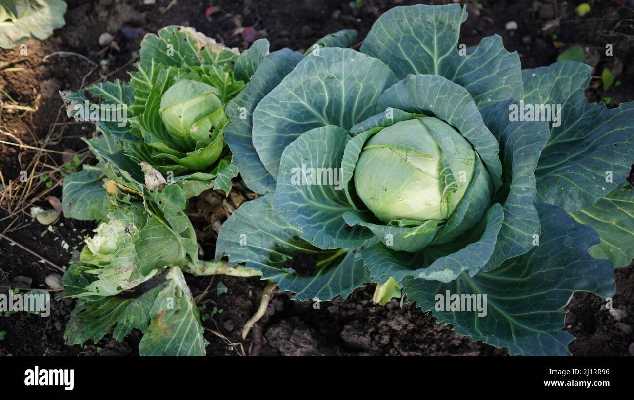 Cabbage is edible plants grow in the garden. Closeup top view of fresh ...