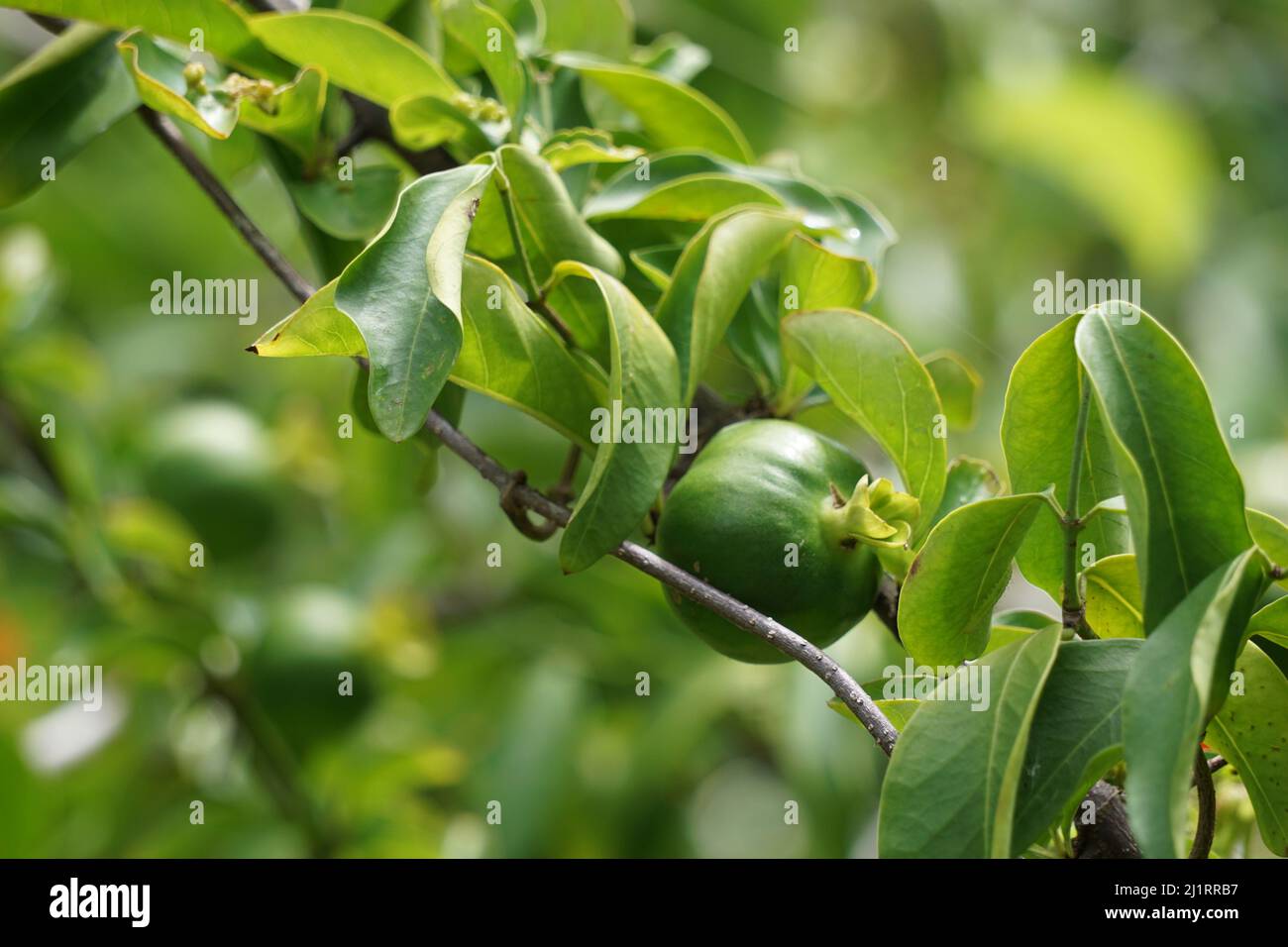 Green punica granatum (Also called delima pomegranate) in the nature ...