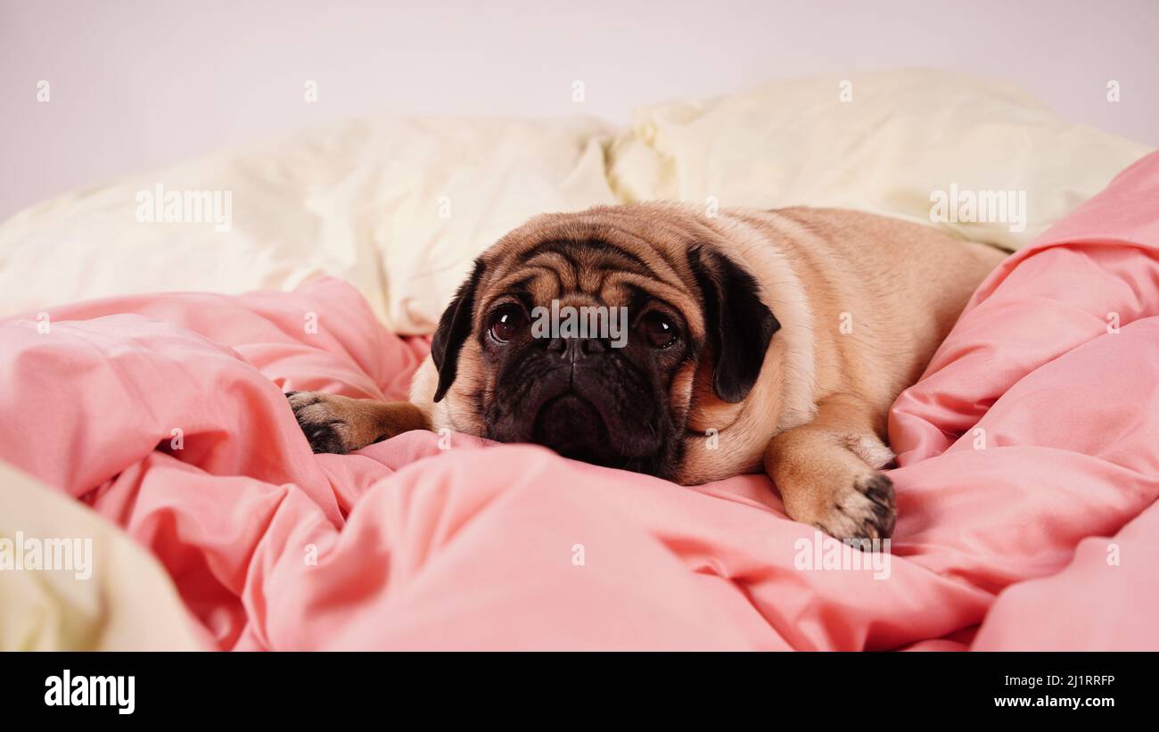 Close up face of cute pug dog breed lying on a dogs bed with sad eyes ...