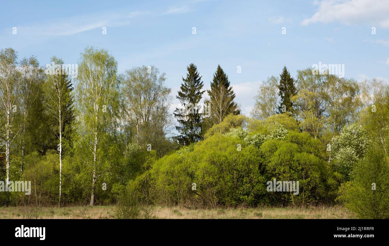 Spring forest landscape with fresh green foliage. A backing with trees ...