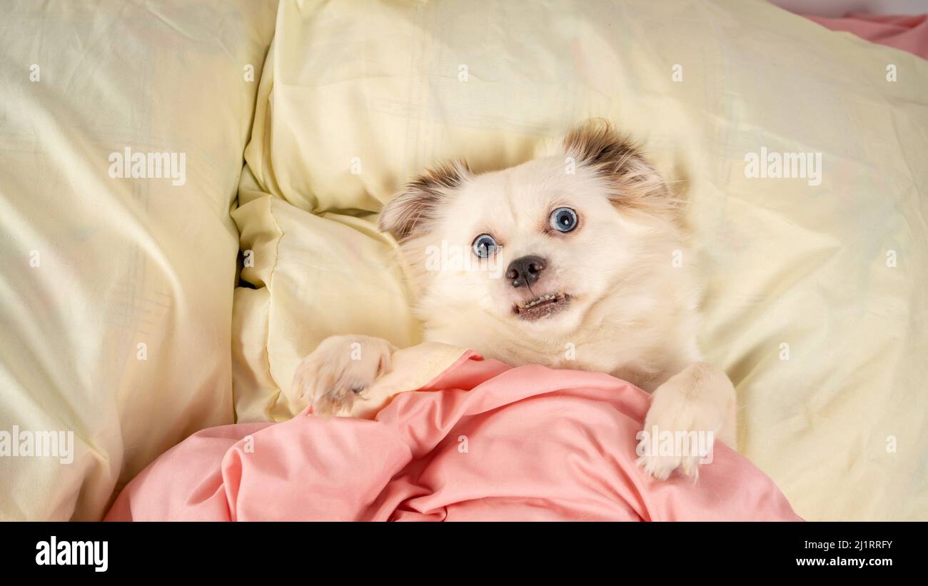 Samoyed dog in the bed on bedroom background. Little relaxed dog lying ...