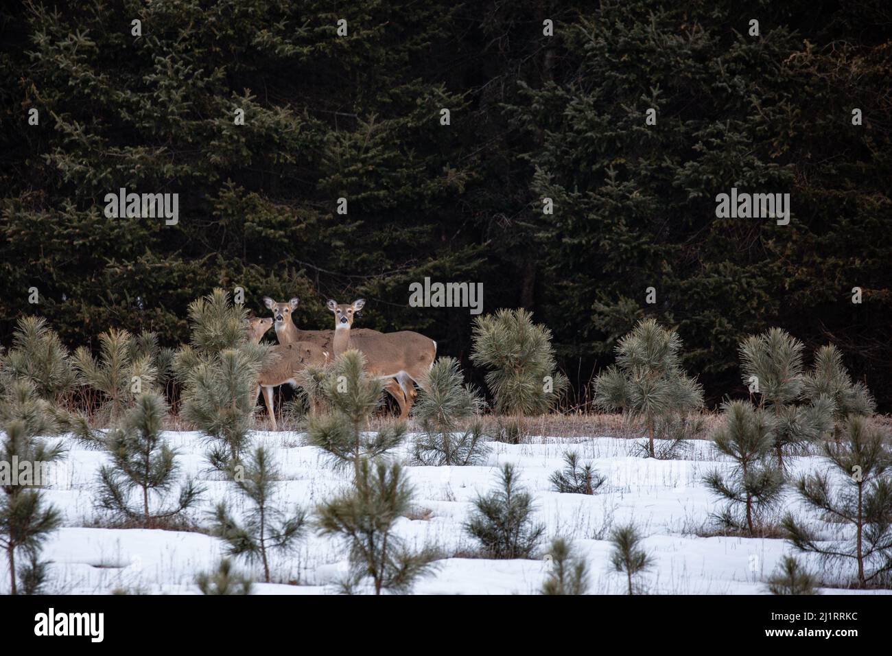 White-tailed deer (odocoileus virginianus) standing in a Wisconsin pine ...