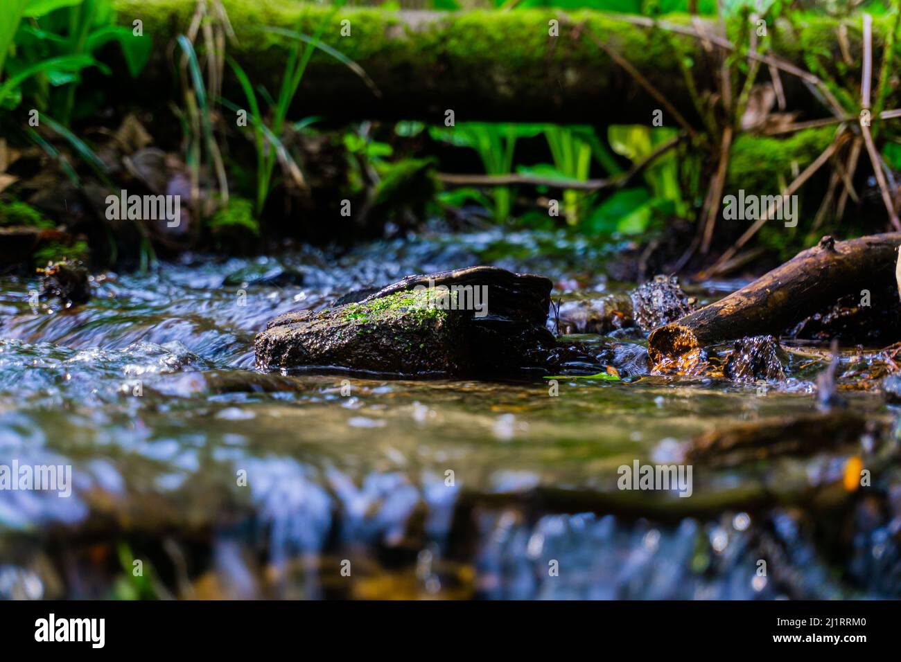 Creek water looking beautiful under the sunlight with fallen log in the ...