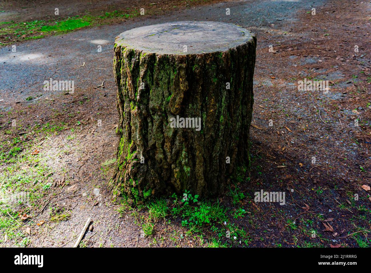 Stump all alone next to rock trail cut in a seemingly perfect circle ...