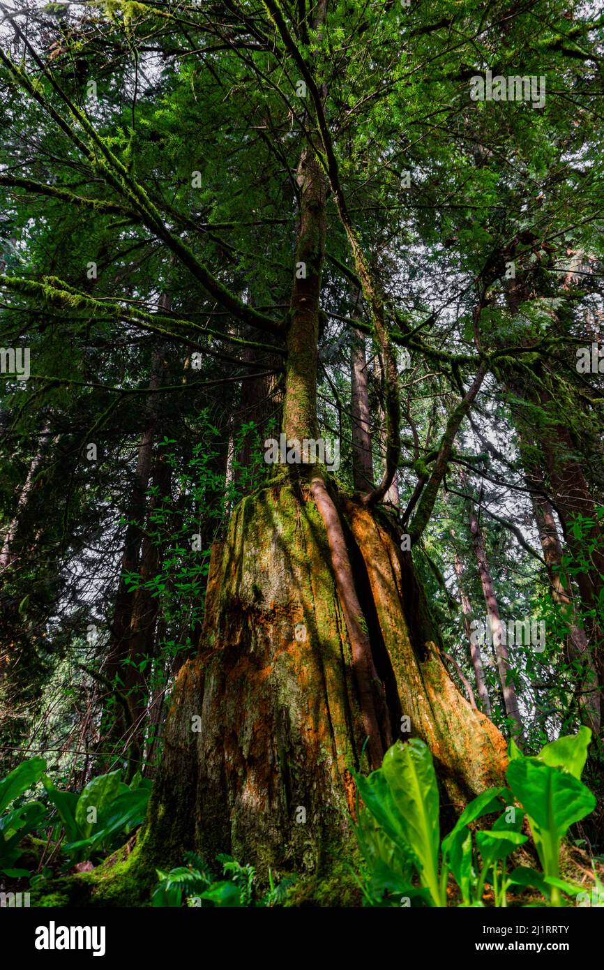 Gorgeous tree born up through old cut down tree leading to new life ...