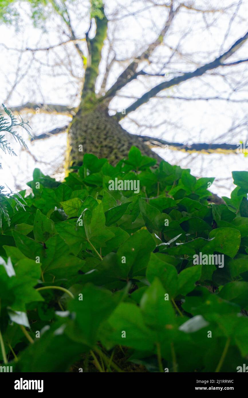 Tree stretching towards clouds with base of ivy climbing up the trunk ...