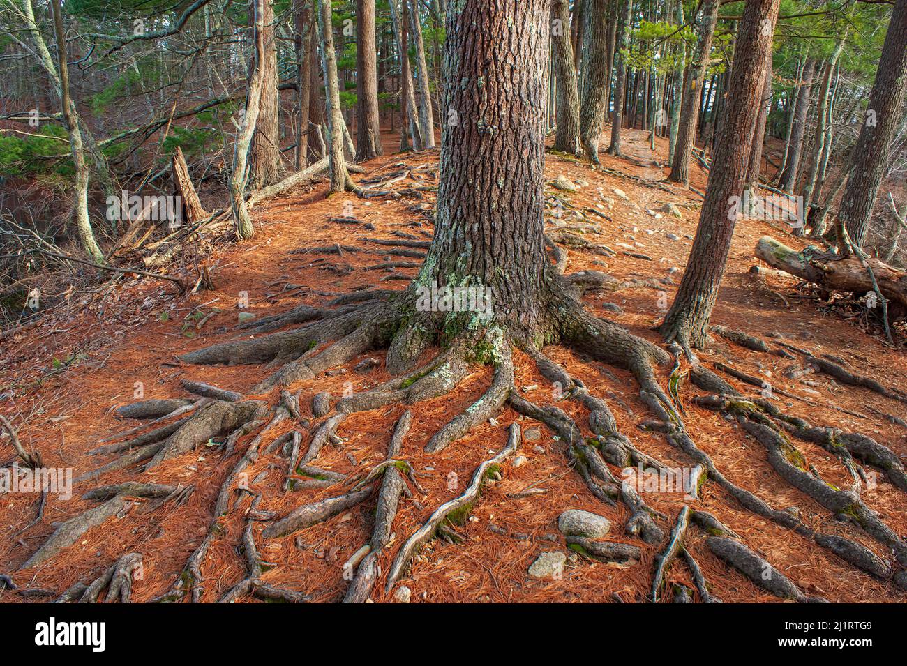 Exposed tree trunks hi-res stock photography and images - Alamy