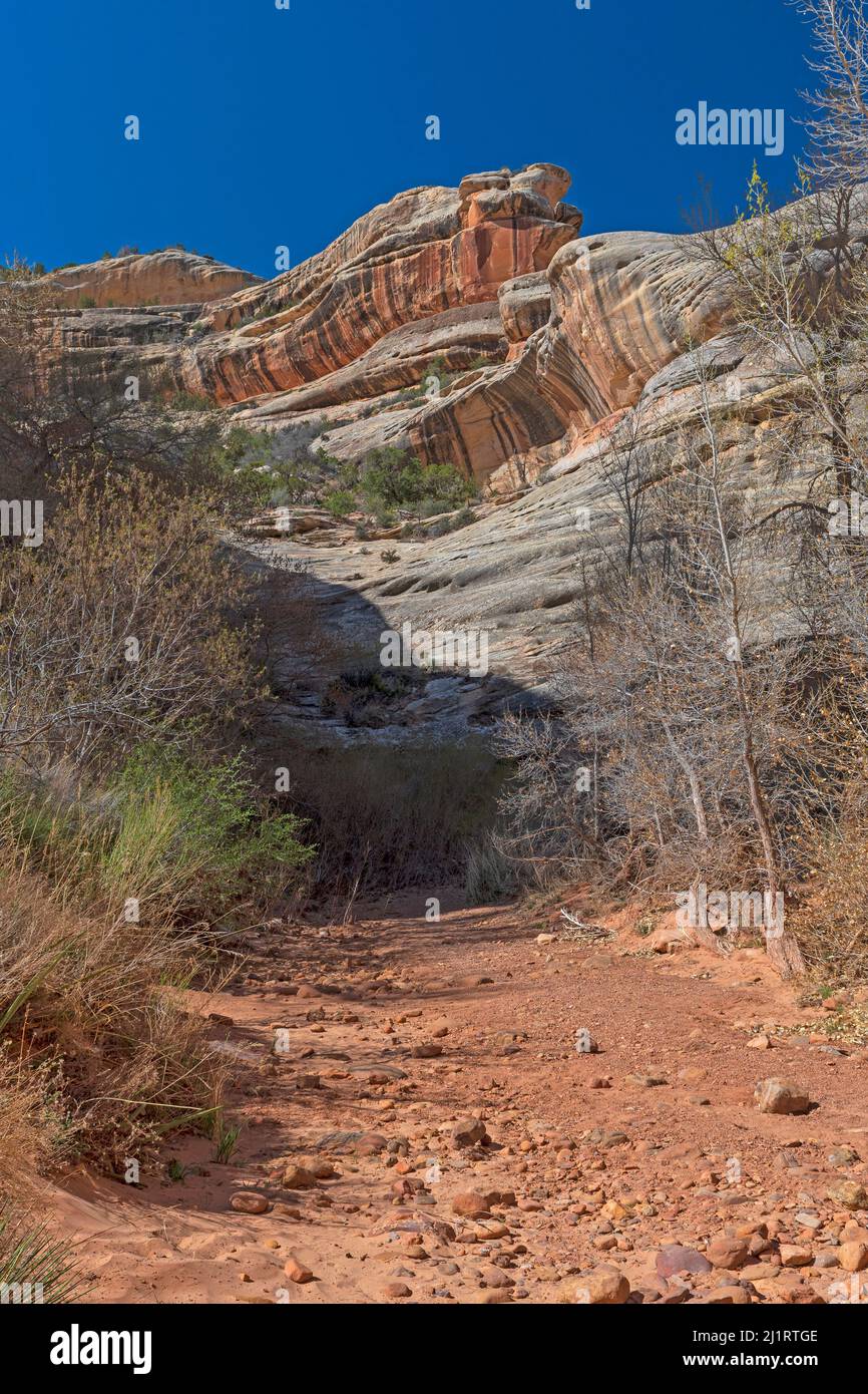 Dry Streambed in a Desert Canyon in Natural Bridges National Monument ...