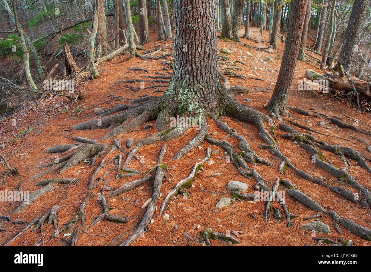 Exposed tree trunks hi-res stock photography and images - Alamy
