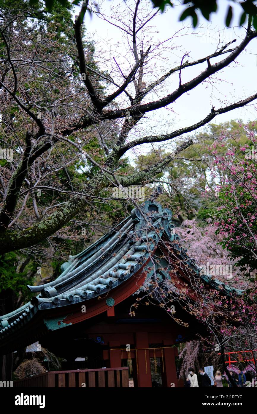 Japanese Temple with early Cherry Blossom Stock Photo - Alamy