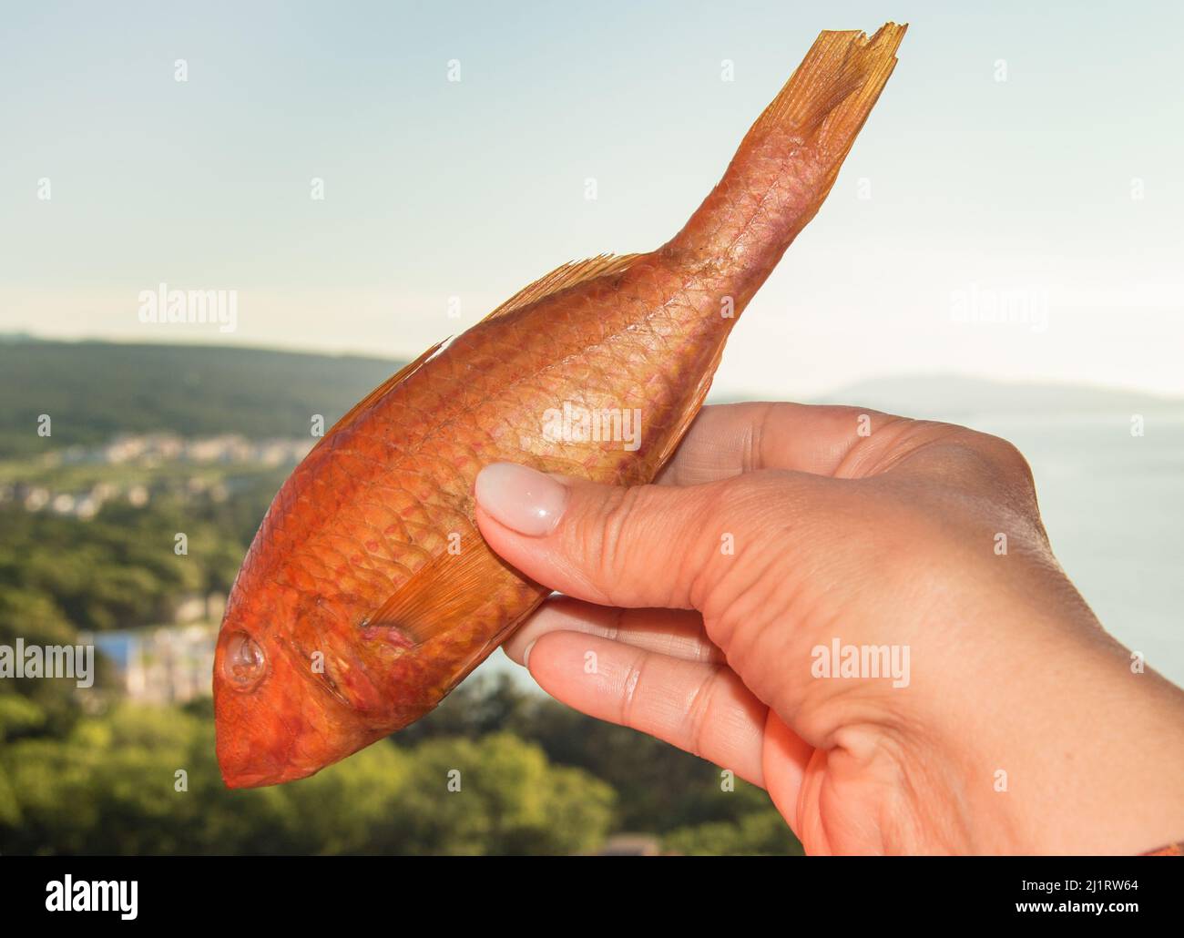 A woman's hand holds a fried lamb fish on the background of a seascape ...